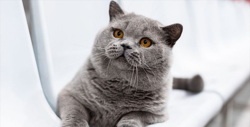 Cat from Belarus ranks among three most beautiful in the world