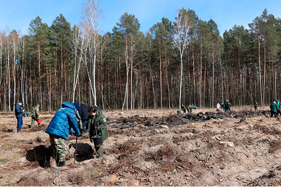 60,000 people join Belarus’ reforestation campaign